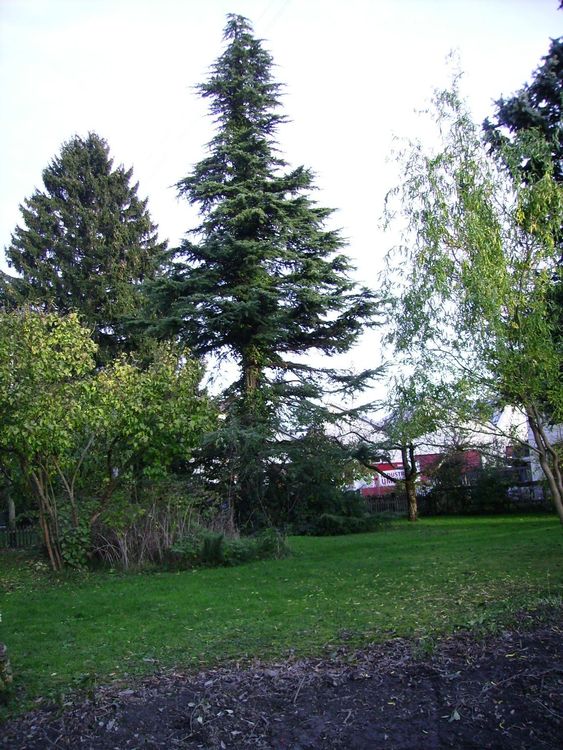 Holz / Baum selbst fällen | Kaufen auf Ricardo