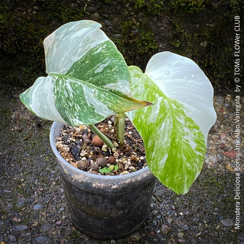 Monstera Deliciosa Variegata Samen