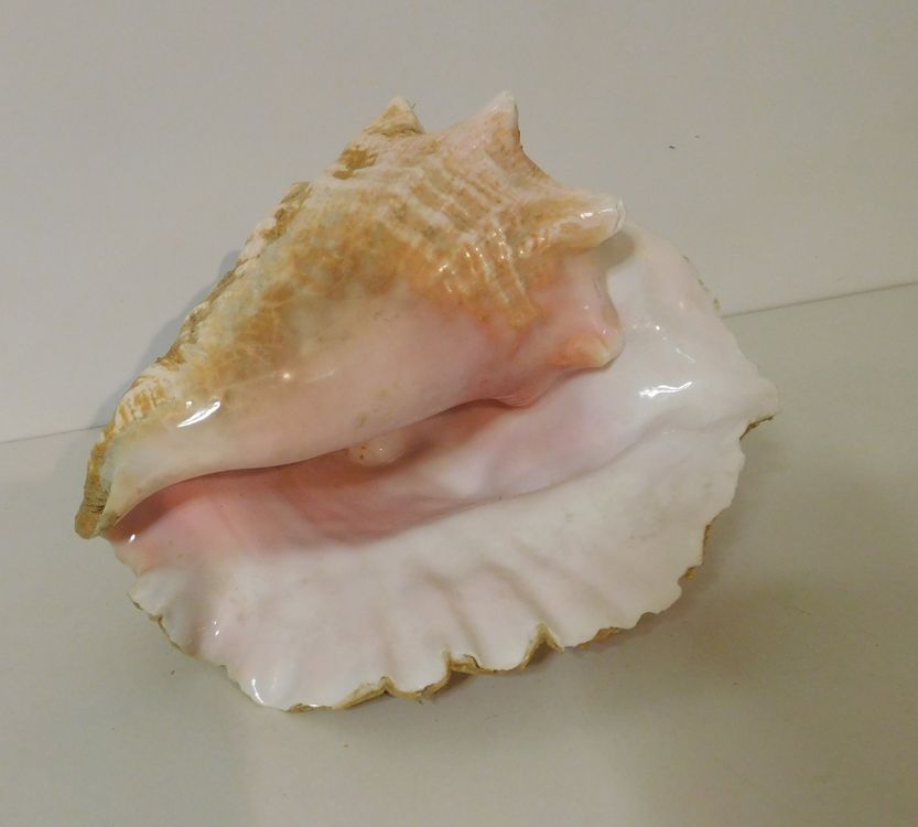 Rausverkauf Muschel schöne grosse Muschel Fossil Mineralien (Gebraucht ...