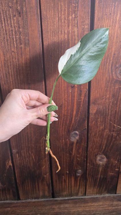 schöner Monstera Deliciosa Variegata Abschnitt, bewurzelt (Gebraucht) in Mettmenstetten für CHF ...