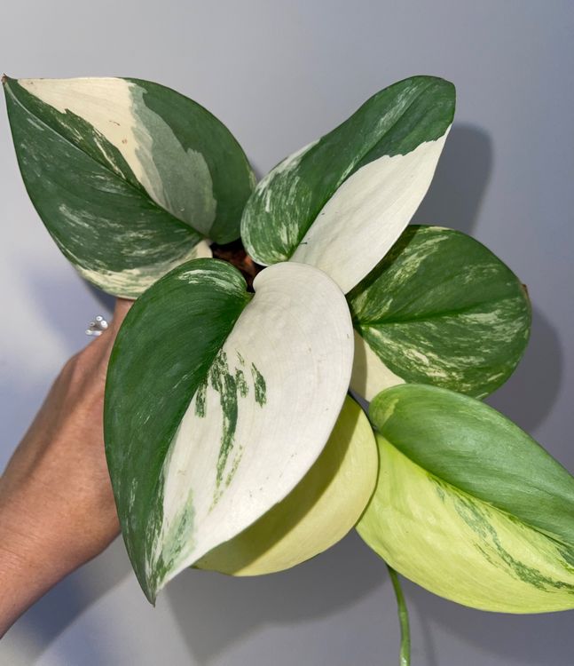 Scindapsus rubicon rare | Kaufen auf Ricardo