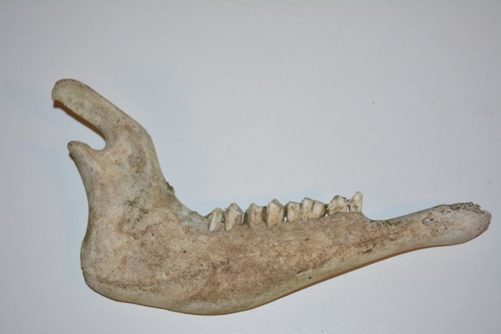 Knochen Gebiss Skelett (Gebraucht) in Fischbach-Göslikon für CHF 10 ...