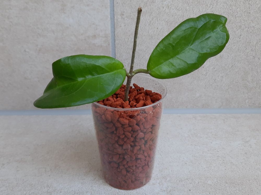 Hoya Flores Island | Kaufen auf Ricardo