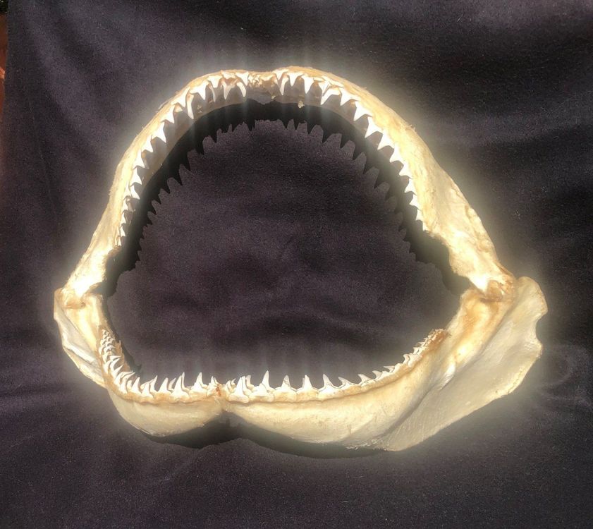 tigerhai gebiss | Kaufen auf Ricardo