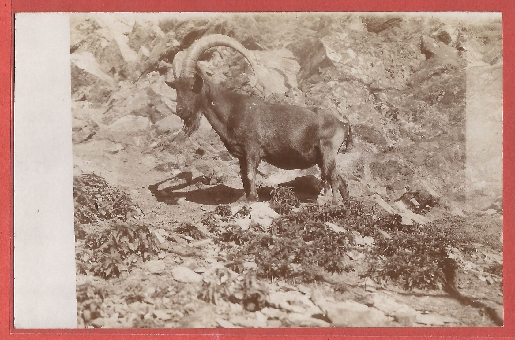 Steinbock in Walliser Alpen bei Zermatt - Fotokarte ca. 1910 (Gebraucht ...