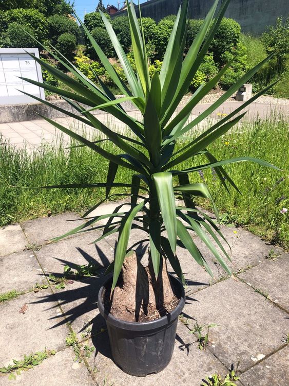 Yucca Palme Kaufen Auf Ricardo