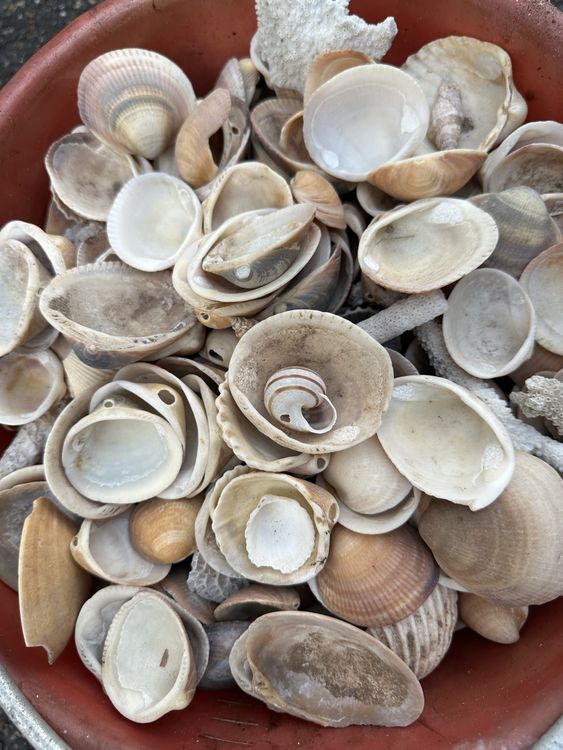 Grosser Eimer voller Muscheln Deko Basteln (Gebraucht) in Langenthal ...