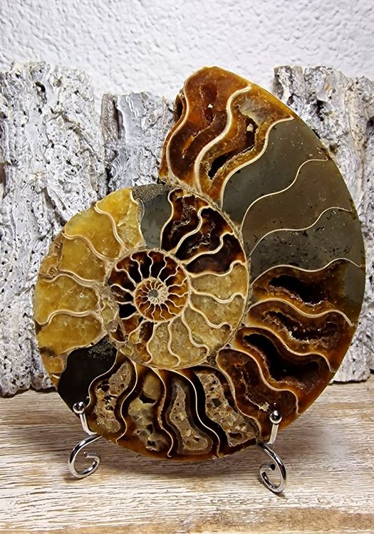 Ammonit 351g (Neu (gemäss Beschreibung)) in Matzingen für CHF 45 – mit Lieferung auf Ricardo kaufen