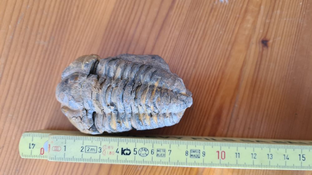 Schönes Trilobiten Fossil (Gebraucht) in bassersdorf für CHF 40 – mit Lieferung auf Ricardo kaufen