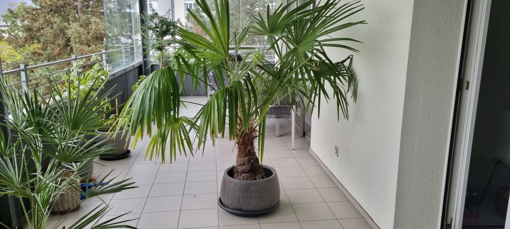 Grosse Palme im Topf | Kaufen auf Ricardo