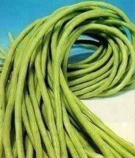 Haricot serpent géant (lot 150 graines) (Neuf (Voir description)) à ...