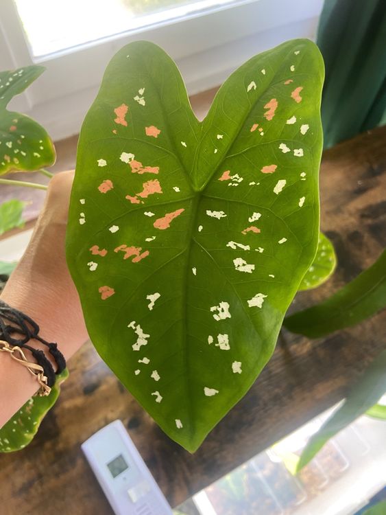 Caladium Bicolor (Florida Clown) (Gebraucht) in für CHF 25 – nur ...