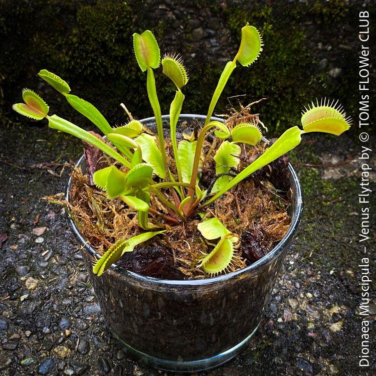 Dionaea Muscipula – die ikonische Venusfliegenfalle (Neu (gemäss ...