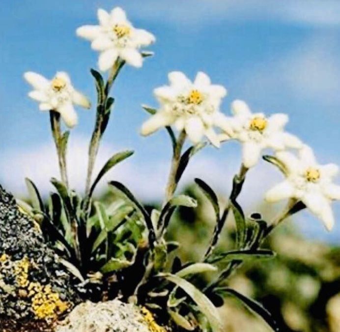 Ab 1.- fr 10 SAMEN GRAINES SEMI SEEDS- WILD ALPIN | Kaufen auf Ricardo