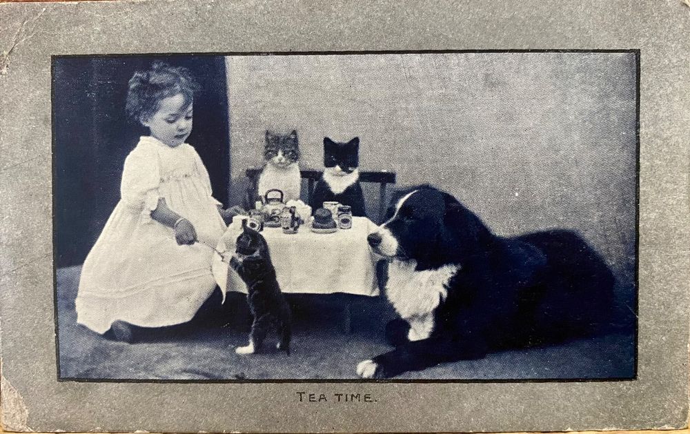 1913 - AK Kind Mädchen mit Katzen und Hund beim Tee England (Gebraucht ...