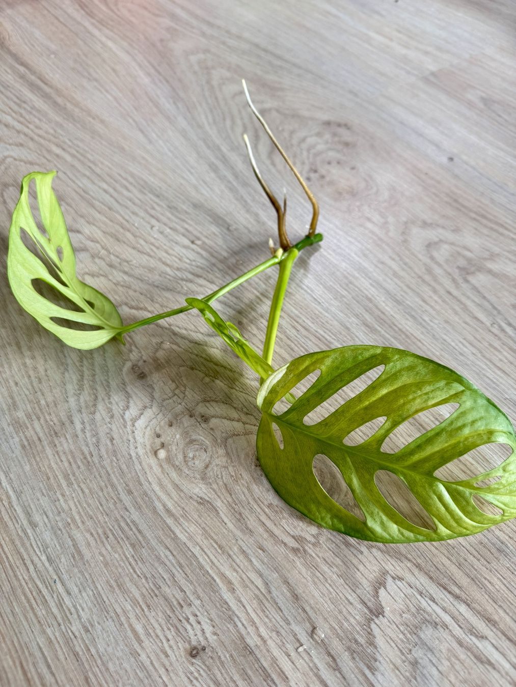 Monstera Adansonii – Rooted Cutting (Low Variegation) (Neu (gemäss ...