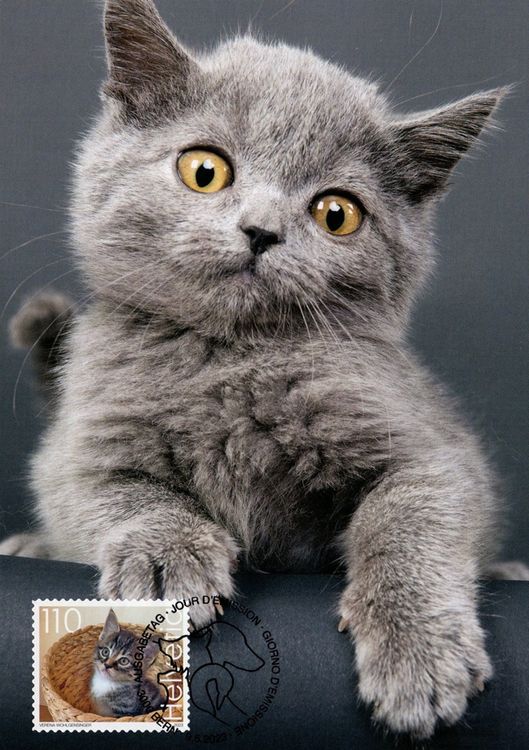 Maximumkarte Süsse Tiere - Katze (Neu (gemäss Beschreibung)) in Dottikon für CHF 7 – mit ...