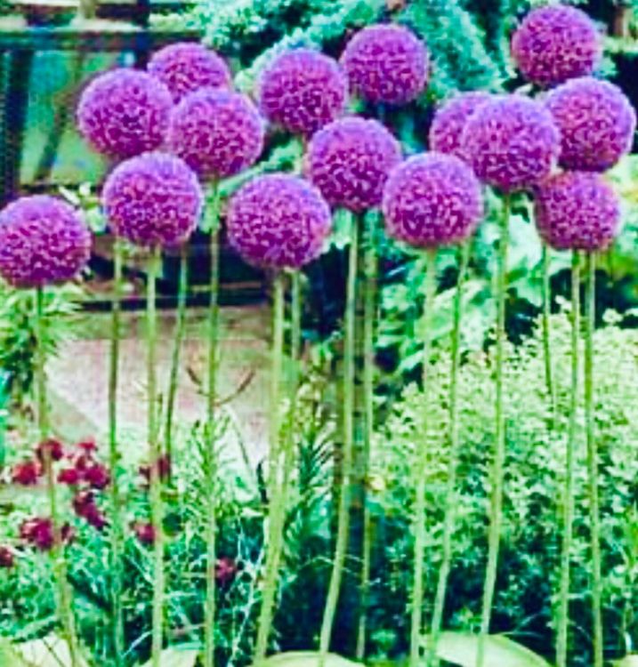20 BIO SAMEN „ALLIUM AMPELOPRASUM“ aus Apulien 💜‪ | Kaufen auf Ricardo