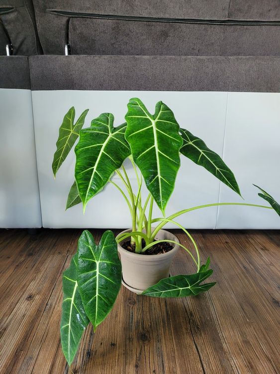 Alocasia Frydek | Kaufen auf Ricardo