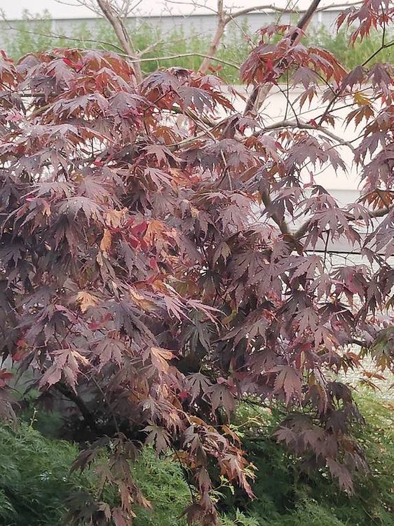 Ahorn Baum Kaufen