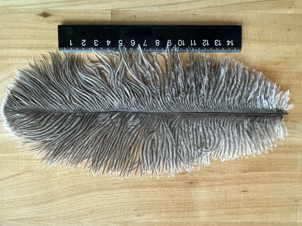 Straussen Feder / Vogelfeder | Kaufen auf Ricardo