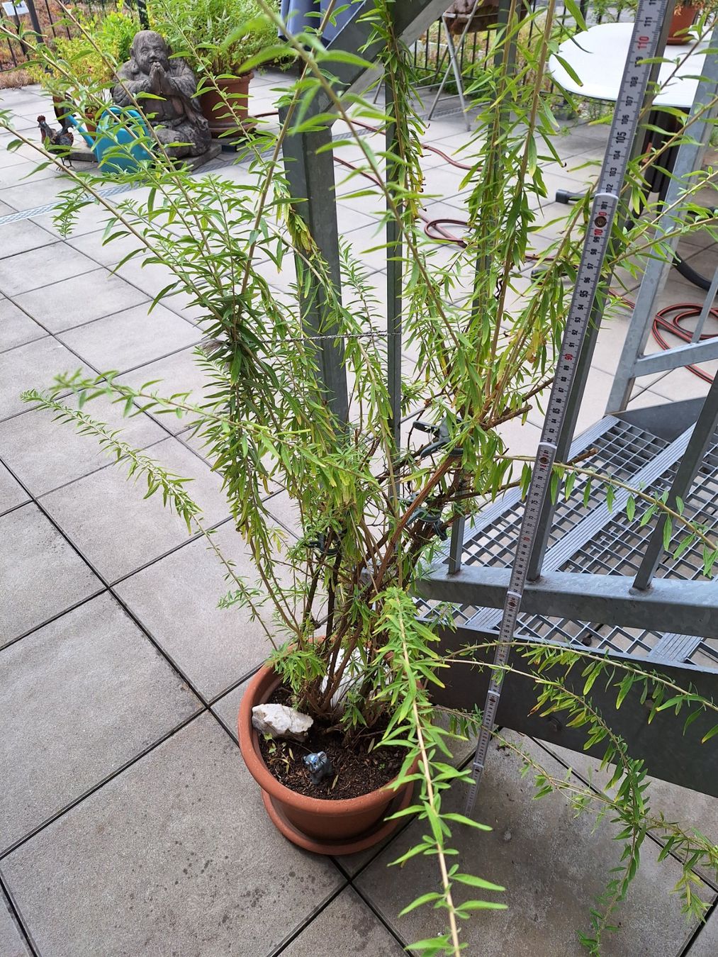 Kaugummistrauch (Lippia polystacha) (Gebraucht) in Luzern für CHF 30 – nur Abholung auf Ricardo ...