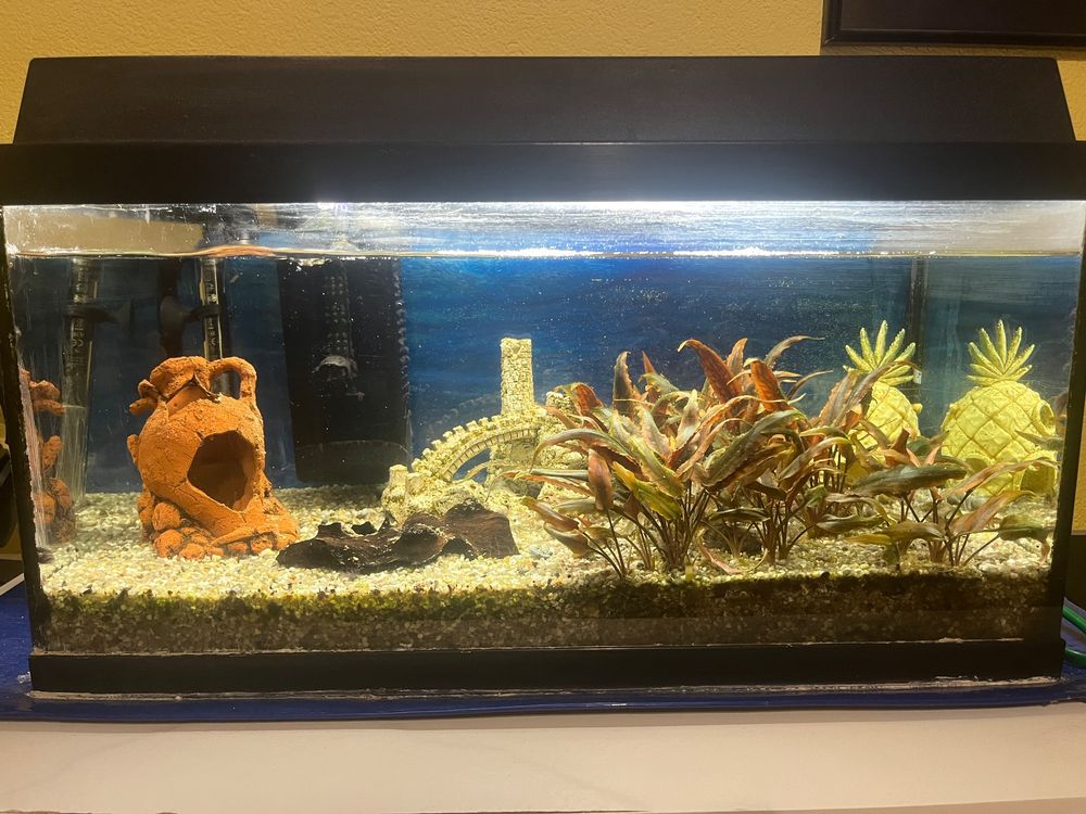 Aquarium 40 Liter | Kaufen auf Ricardo