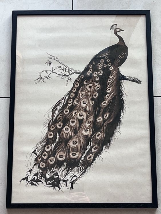 Set von drei Tierpostern: Strauss, Pavian, Pfau (Gebraucht) in Rüti ZH ...