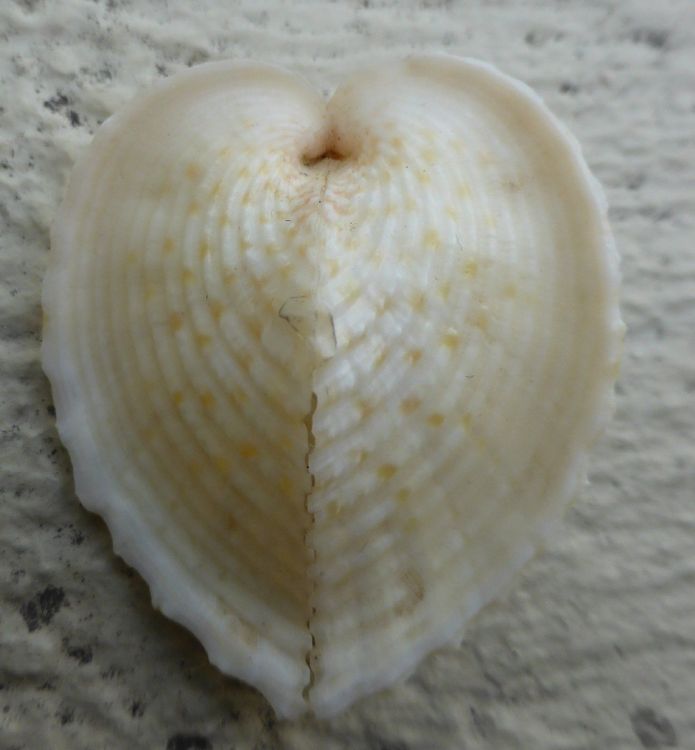 CORCULUM CARDISSA LORENZI; SEHR SCHÖNES HERZ MOTIV------ | Kaufen auf ...