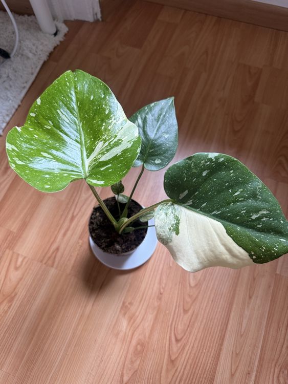 Variegated Monstera - 7 marbled leaves (Neu und originalverpackt) in ...