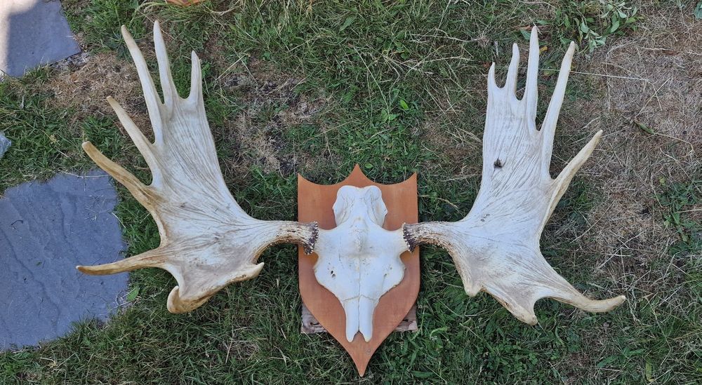 XL Elchgeweih aus Schweden 106cm breit, 72cm hoch, 42cm tief | Kaufen ...