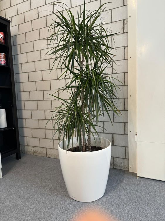 Grosse Drachenbaum Zimmerpflanze, ca. 160cm hoch im Topf (Neu (gemäss Beschreibung)) in ...