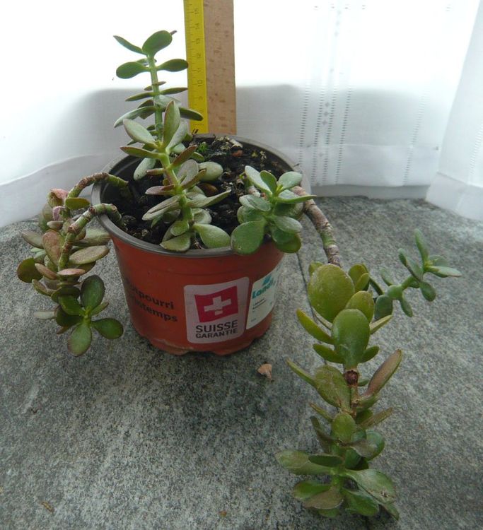 Pflanze Geldbaum / Agave (Neu (gemäss Beschreibung)) in Ruggell für CHF ...