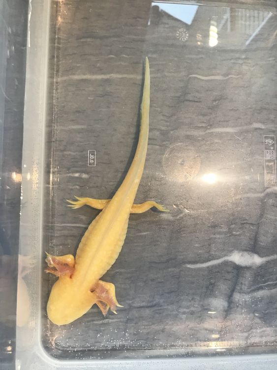 Axolotl Aquarium mit Zubehör, ideal für Einsteiger (Gebraucht) in ...