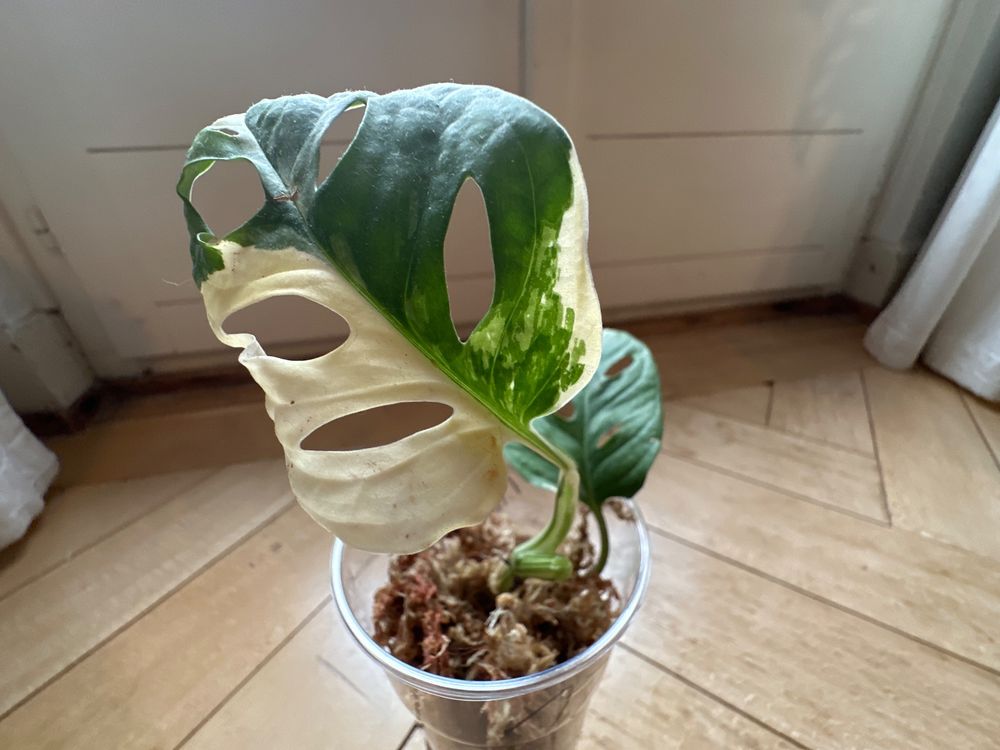 Monstera adansonii variegata (12) | Kaufen auf Ricardo