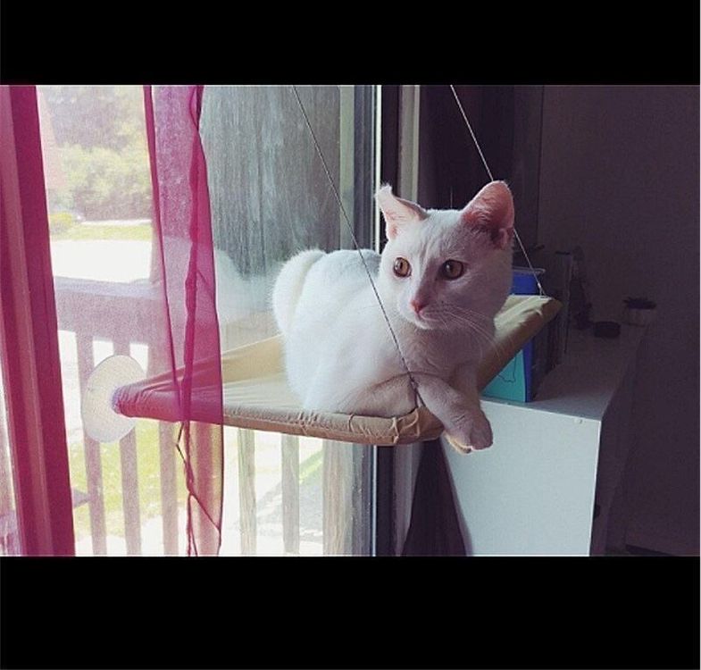 Hängematte Balkon Windo für Katze / Hamac Balcon pour chat (Neu und ...