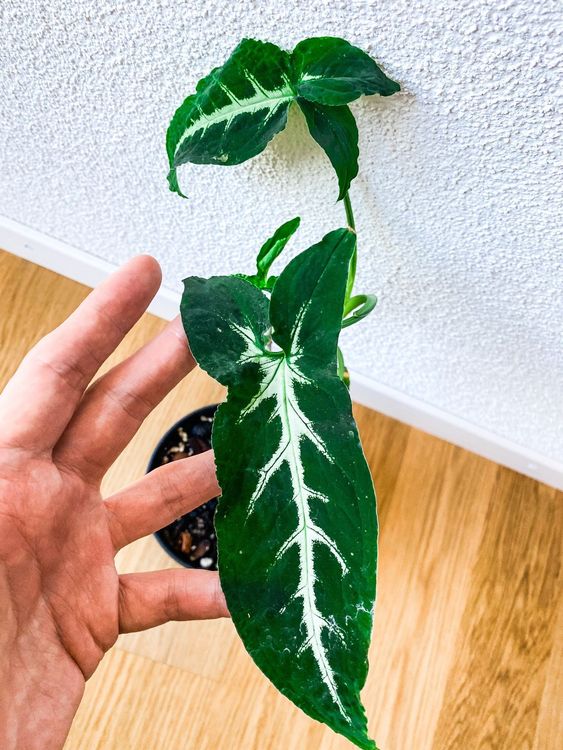 Syngonium Rayii | Kaufen auf Ricardo