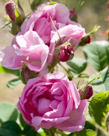Rose Polyantha "TRANDAFIR" Farbe: PINK (Stamm 50 cm Wurzel) | Kaufen ...