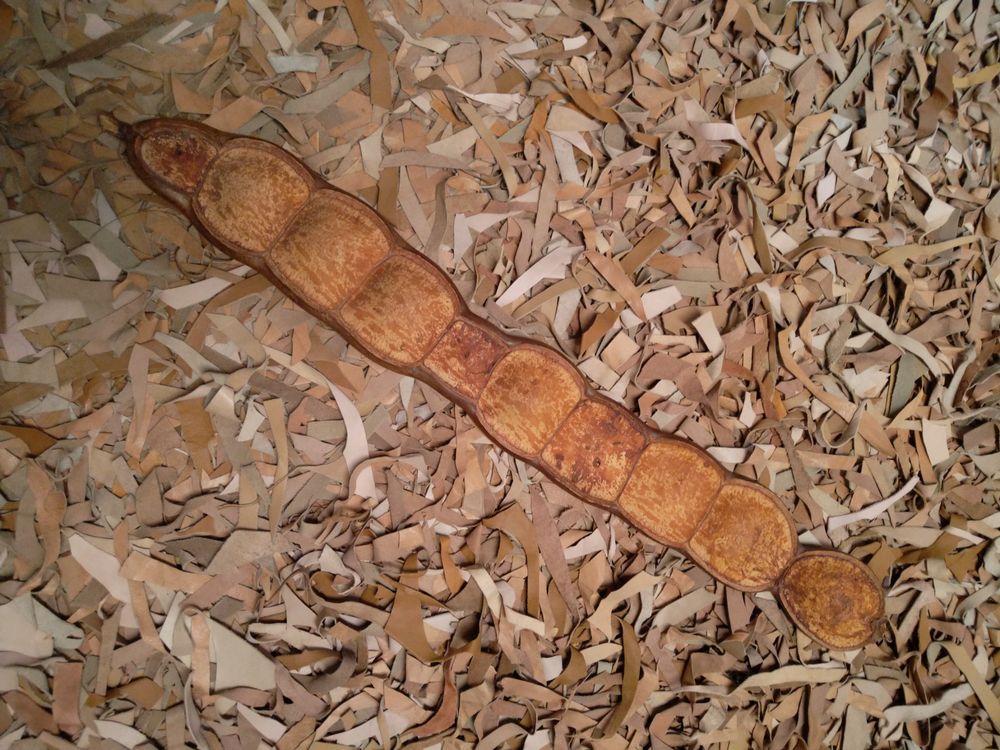 Cabinet de curiosités, Entada Gigas (D'occasion) à La Place (Ayent ...