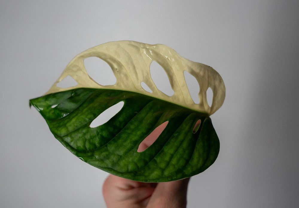 Monstera adansonii albo variegata 'monkey leaf' half moon (Gebraucht ...