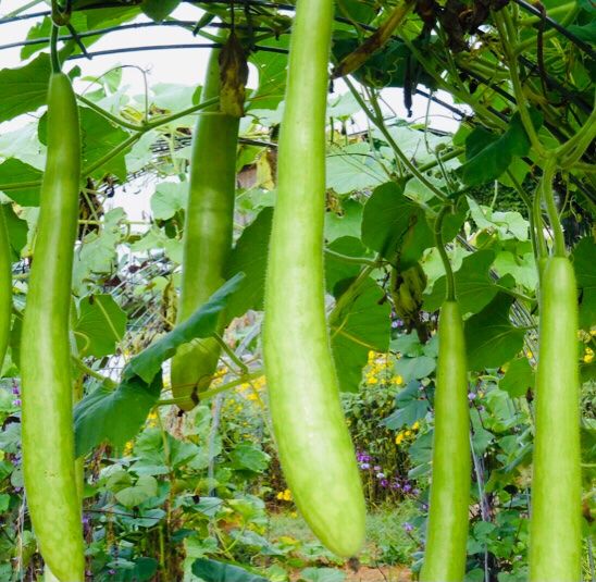 10 Samen Zucchini "Sizilianische Schlange» 10 Graines (Neu und ...