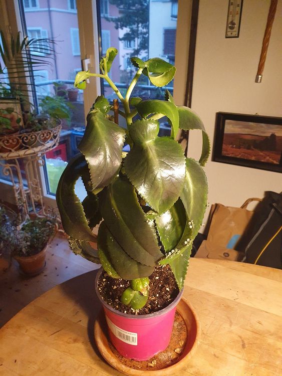 Kalanchoe (Kalanchoe ceratophylla Haw.) (Gebraucht) in Zürich für CHF ...