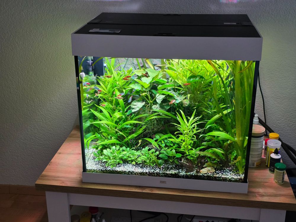 Aquarium Juwel Lido 200 mit Pflanzen , Fischen und Technik (Gebraucht ...