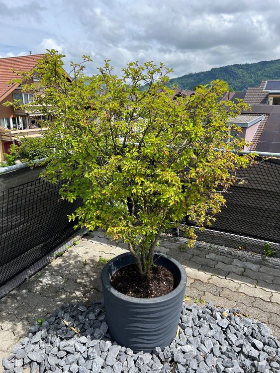 Grosser Zierbaum inkl. Topf — Winterhart (Usato) a Thun per CHF 65 ...