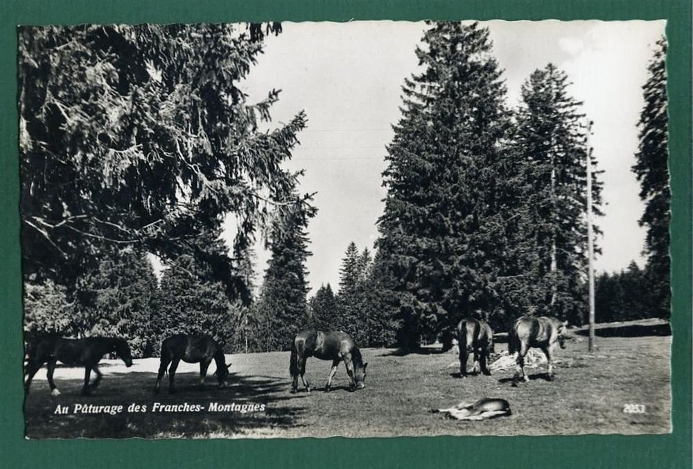 Au Pâturage des Franches-Montagnes,1962 (Gebraucht) in Sargans für CHF 1 – mit Lieferung auf ...