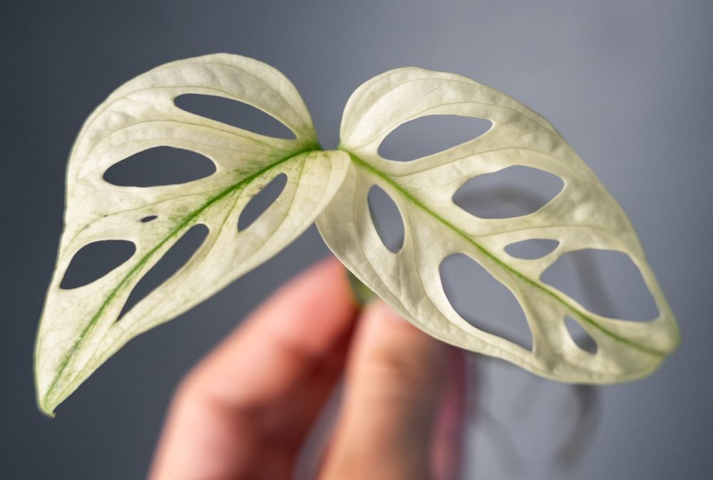 Monstera Adansonii Albo Variegata 'Full Moon' (Gebraucht) in Zürich für ...