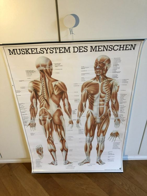 Anatomische Lehrtafel : Muskelsystem des Menschen | Kaufen auf Ricardo Anatomische Lehrtafel : Muskelsystem des Menschen | Kaufen auf Ricardo