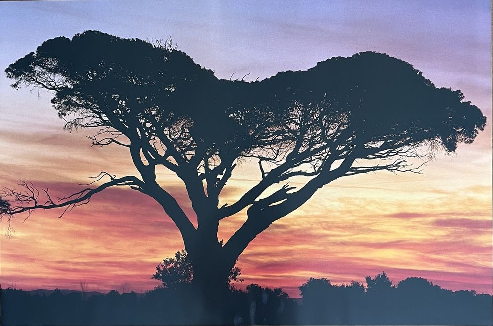 Poster Tree Sunset | Kaufen auf Ricardo