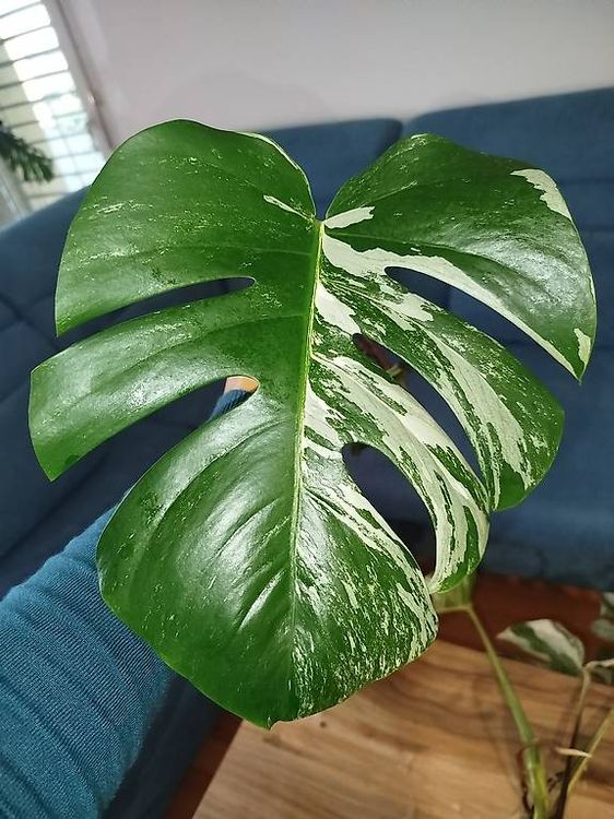 Monstera Deliciosa Variegata Ableger