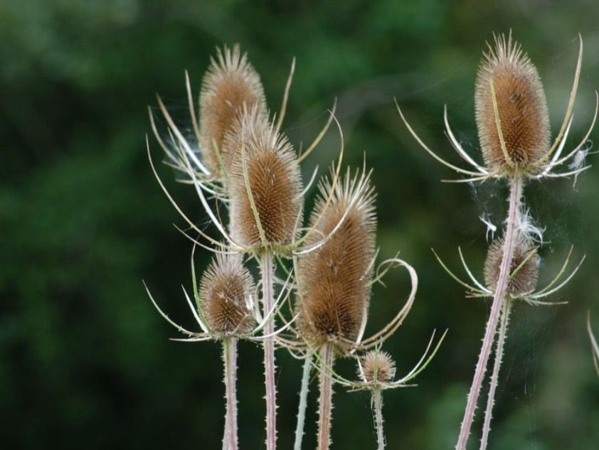 WEBER-KARDE - KARDENDISTEL/ KARDE -DIPSACUS FULLONUM - LILA (Neu ...
